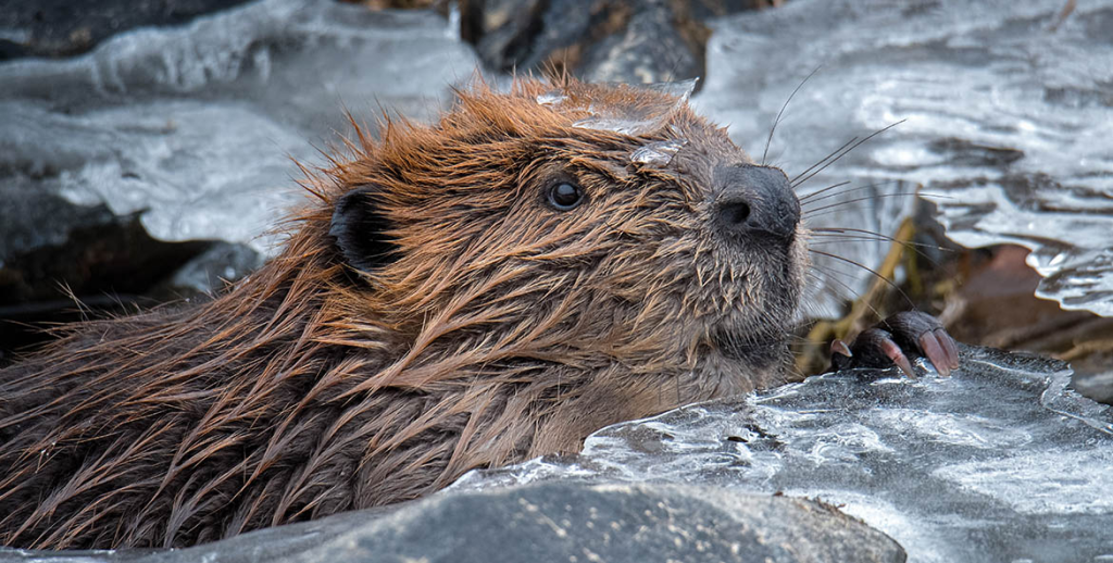 Why Beavers? – Beavers in San Diego County